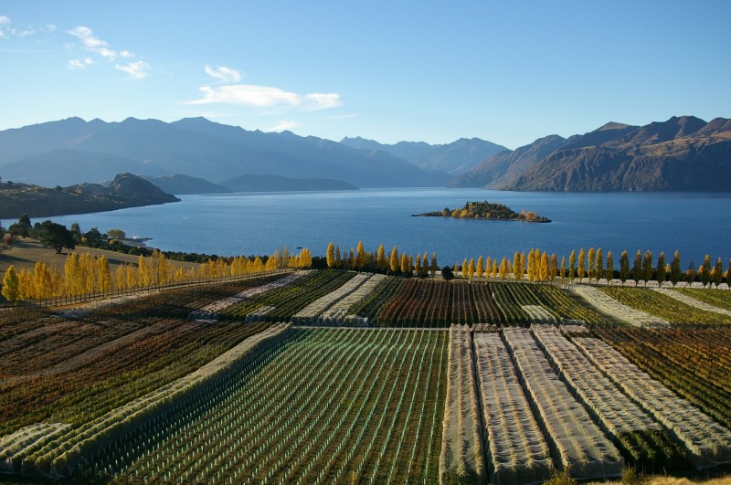 Wanaka Wine Tours – Rippon Vineyard mid summer – Pan Pacific New Zealand